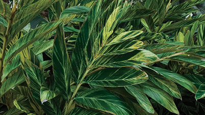 In the Garden: Variegated ginger – add color to shady areas - SANIBEL ...